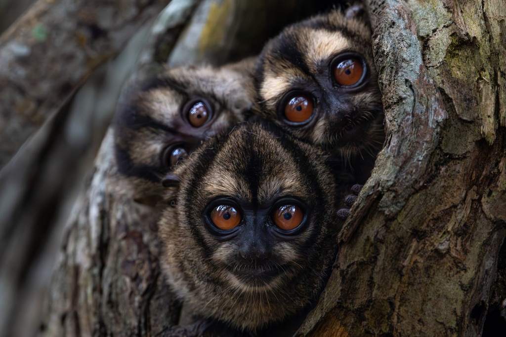 Panamanian Night Monkey in June 2024 by cmmteixeira · iNaturalist