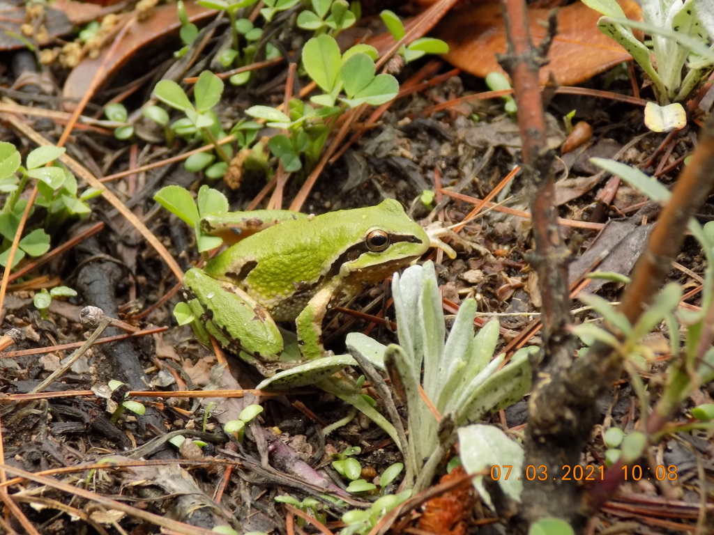 Arizona Tree Frog from Guadalupe y Calvo, Chih., México on July 3, 2021 ...