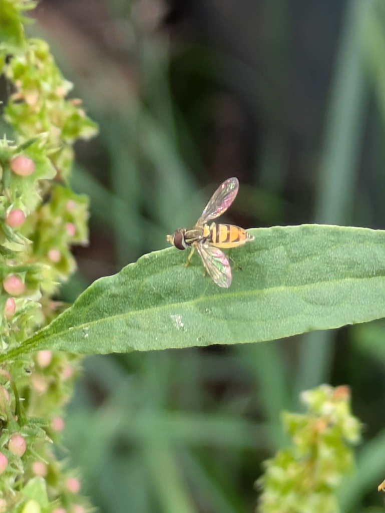 Margined Calligrapher from Hightown, VA 24465, USA on July 12, 2024 at ...