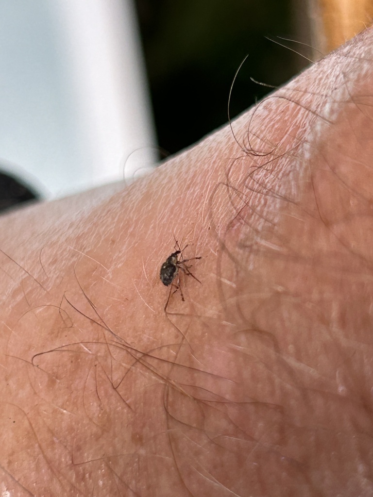 Azolla Weevil from Highway 2, Greater Napanee, ON, CA on July 12, 2024 ...