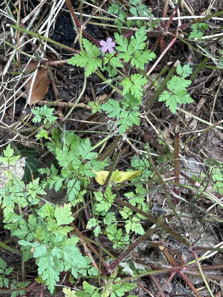 Herb Robert from Roxwell Avenue, Chelmsford, England, GB on July 12 ...