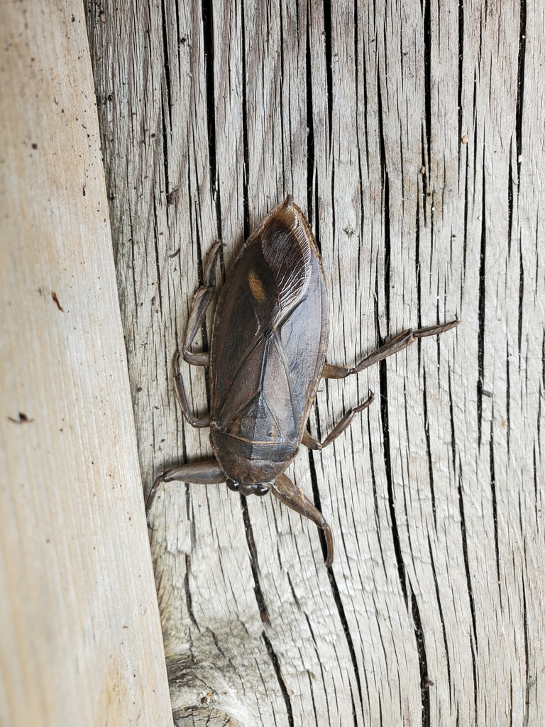 American Giant Water Bug from Ottawa, ON K1L 7Z7, Canada on July 12 ...