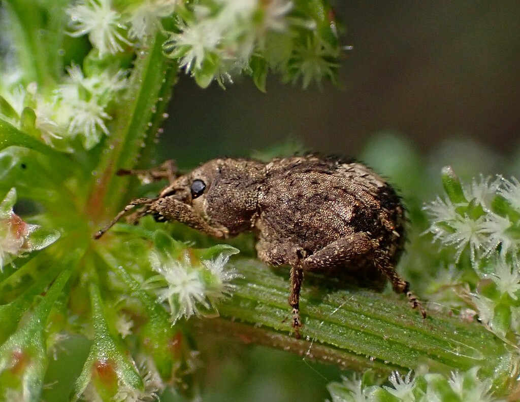 Two-banded Japanese Weevil from Staten Island, NY, USA on June 11, 2024 ...