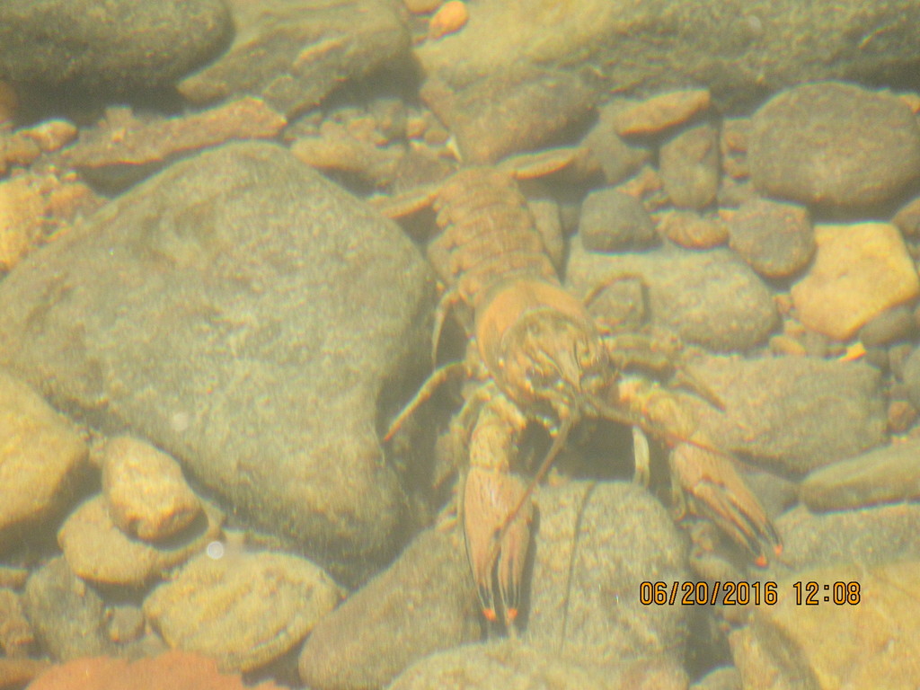 Shawnee Crayfish from Jackson County, IL, USA on June 20, 2016 at 12:08 ...