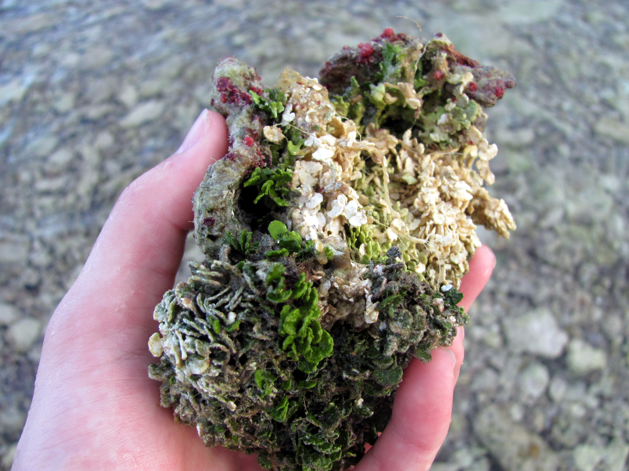 Halimeda opuntia (L.) J.V.Lamour.