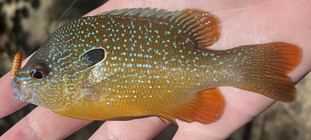 Swampland Longear Sunfish from Gurley Creek, Trafford, AL, US on July ...