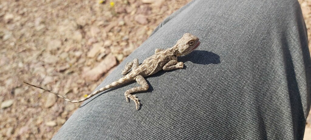 Persian Ground Agama from Aran va Bidgol, Isfahan Province, Iran on ...
