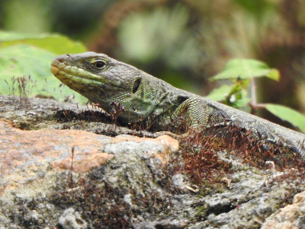 Ocellated Lizard in July 2024 by davidchas · iNaturalist