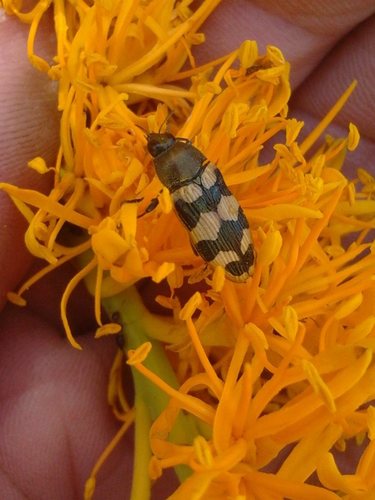 Castiarina placida · iNaturalist