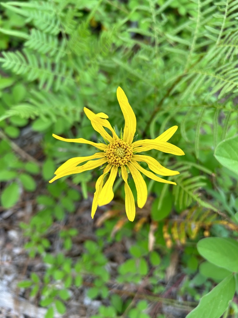 Florida false sunflower from Marjorie Harris Carr Cross Florida ...