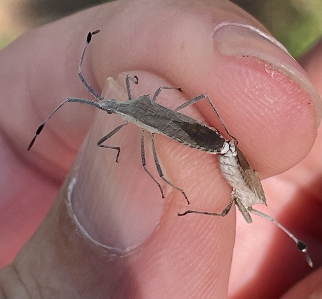 Euphorbia Bug from S Malcolm X Blvd, Dallas, TX, US on July 12, 2024 at ...