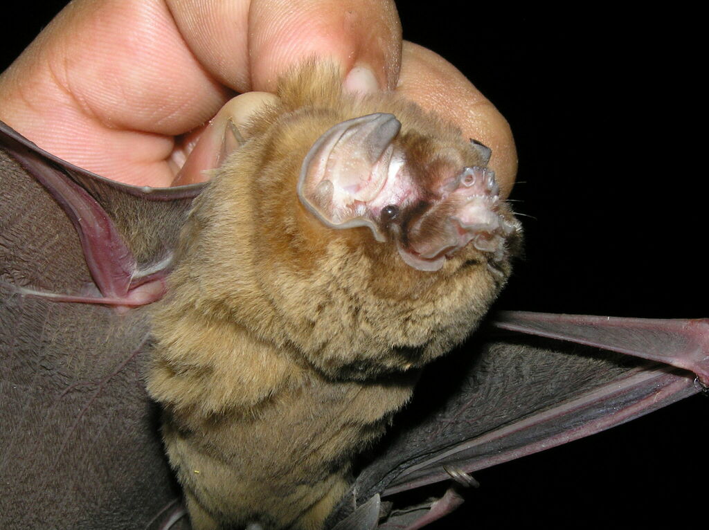 Ghost-faced Bat from San Andrés Tuxtla, Ver., México on June 24, 2009 ...