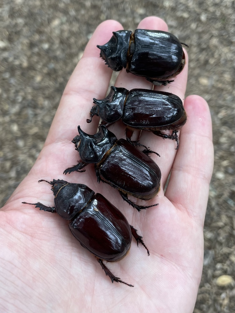 Aloeus Ox Beetle in July 2024 by Alex Harman · iNaturalist