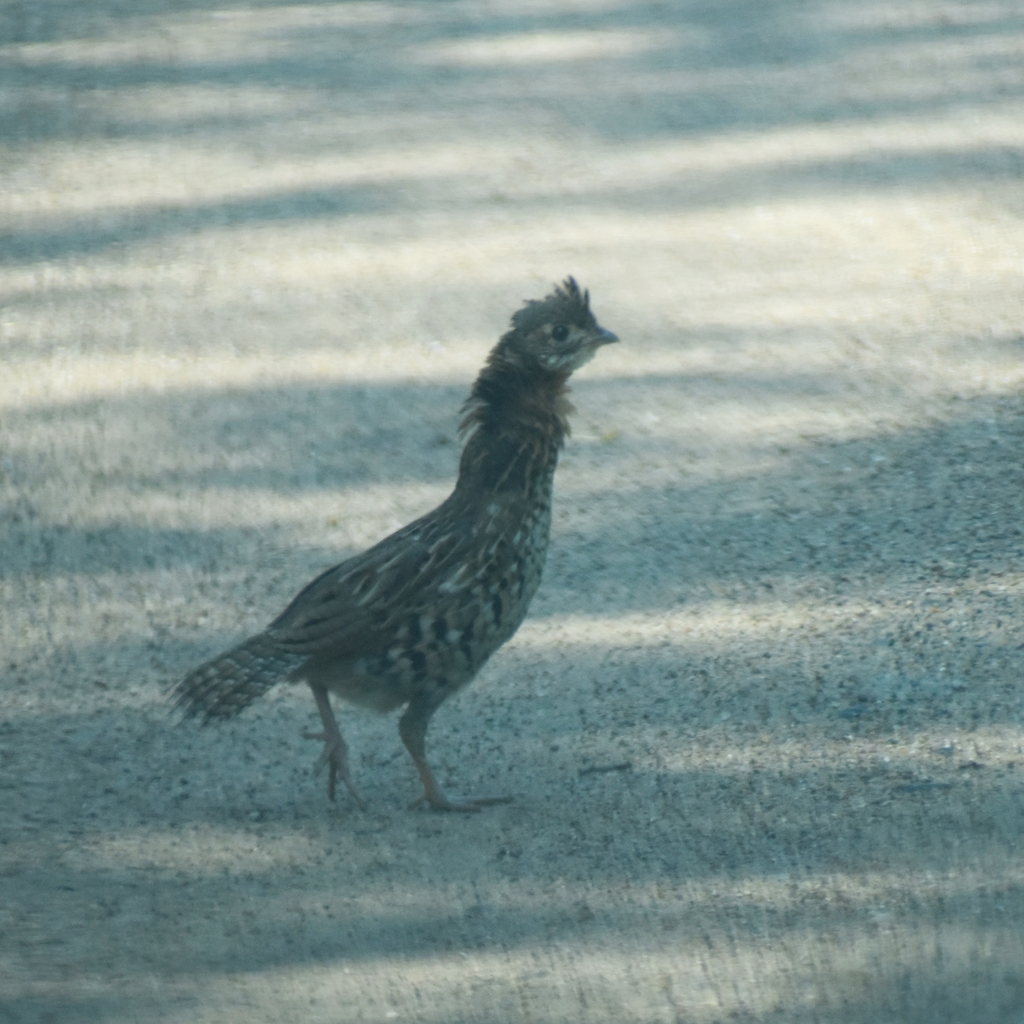 Ruffed Grouse from Deerfield Township, MI, USA on July 12, 2024 at 01: ...