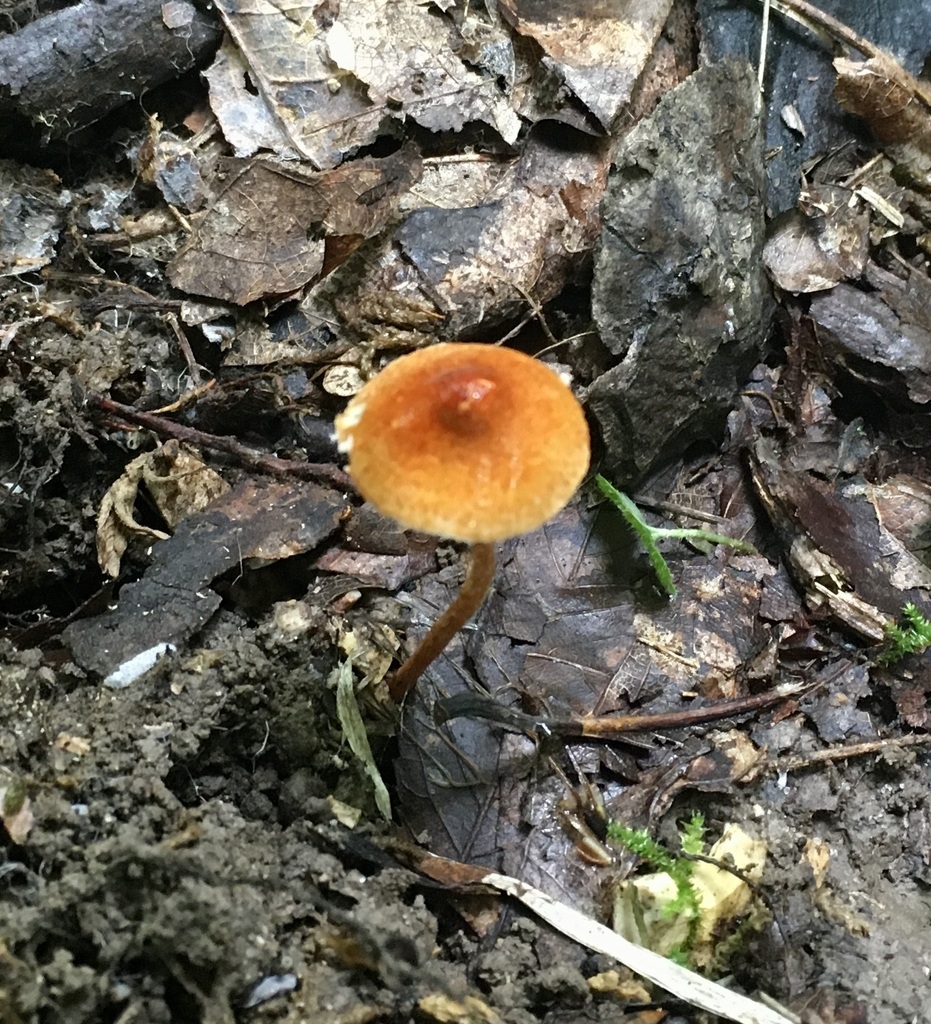 Chestnut Dapperling from Christian County, MO, USA on July 12, 2024 at ...