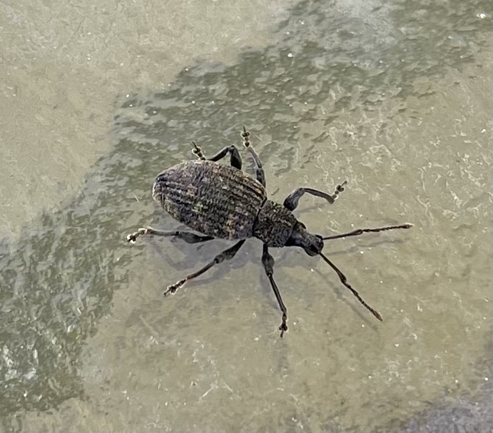 Black Vine Weevil from Mitchell Line, Lucan Biddulph, ON, CA on July 12 ...