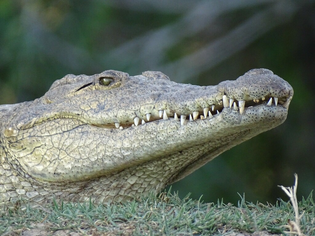 Nile Crocodile from Livingstone, Zambia on June 27, 2024 at 05:30 PM by ...