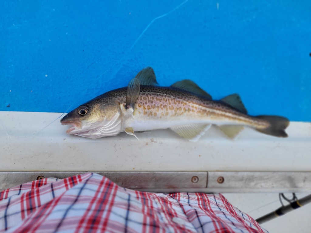 Atlantic Cod in July 2024 by atlantic tomcod. Atlantic cod Was released ...