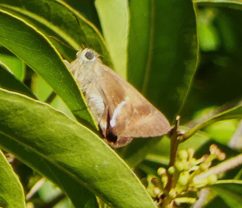 Narrow-banded Awl from Springbrook QLD 4213, Australia on July 12, 2024 ...