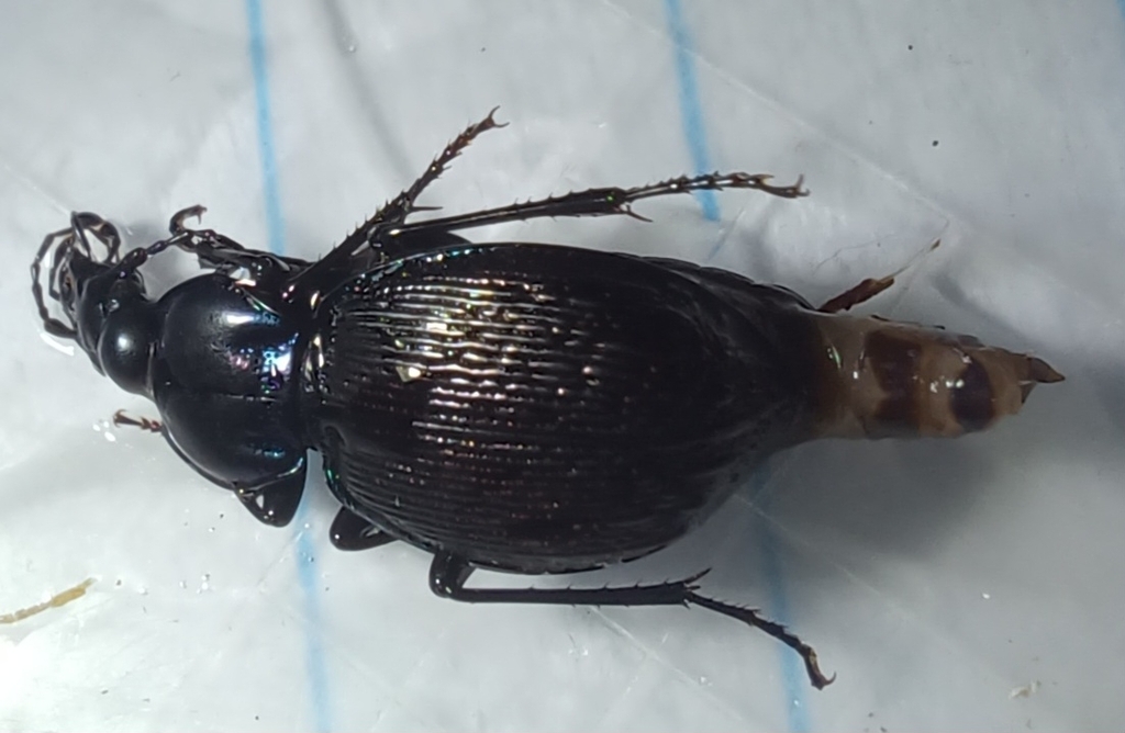 Small Snail-eating Ground Beetle from Lake Township, PA, USA on May 18 ...