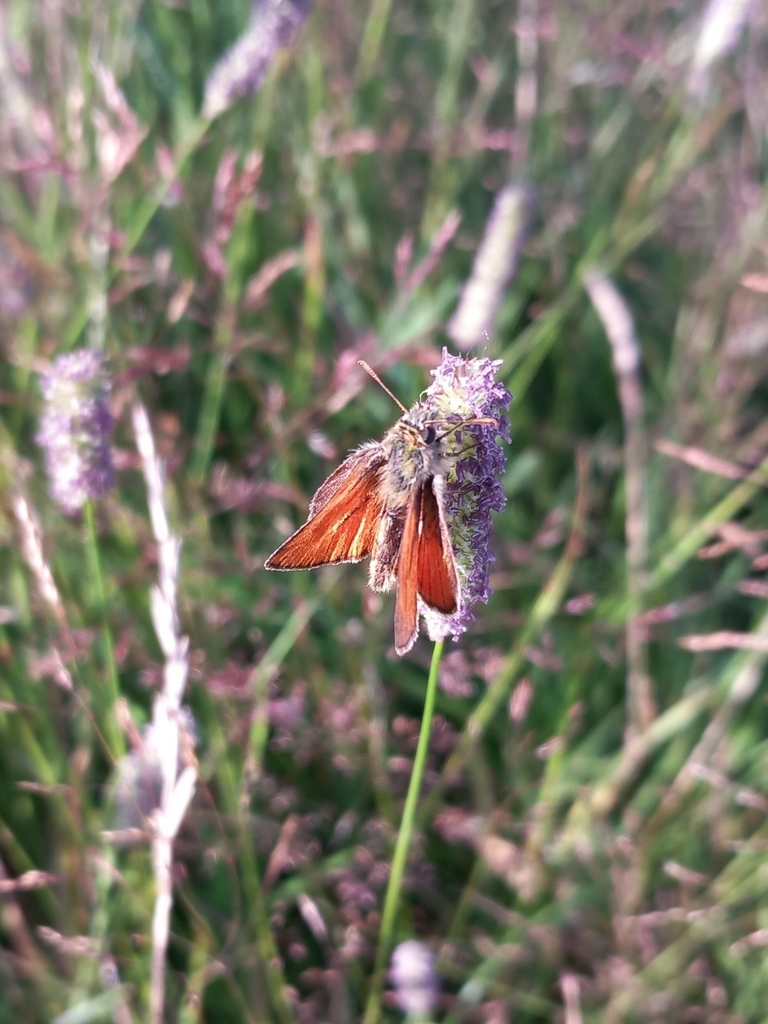 Thymelicus from Wembley HA0, UK on 11 July, 2024 at 07:05 PM by ...