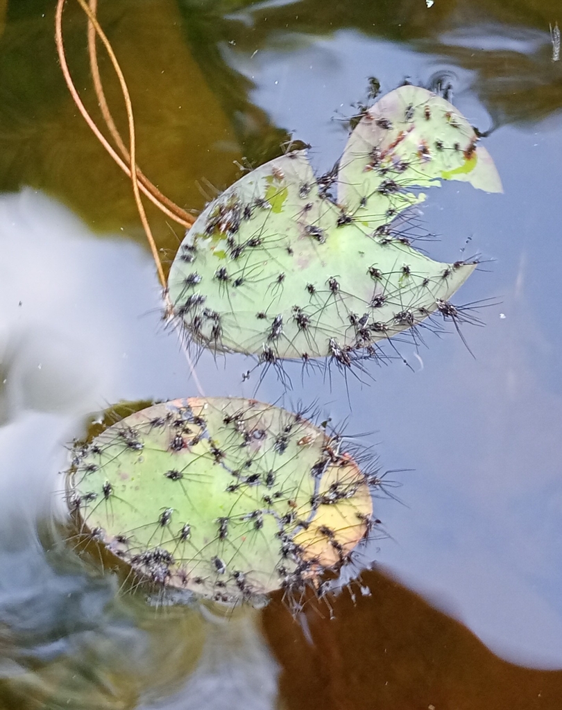 Metrobates hesperius in July 2024 by Lee Cumming · iNaturalist