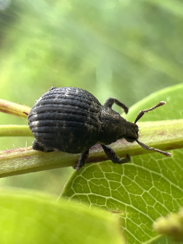 Two-banded Japanese Weevil from Creedmoor, NC, US on July 12, 2024 at ...