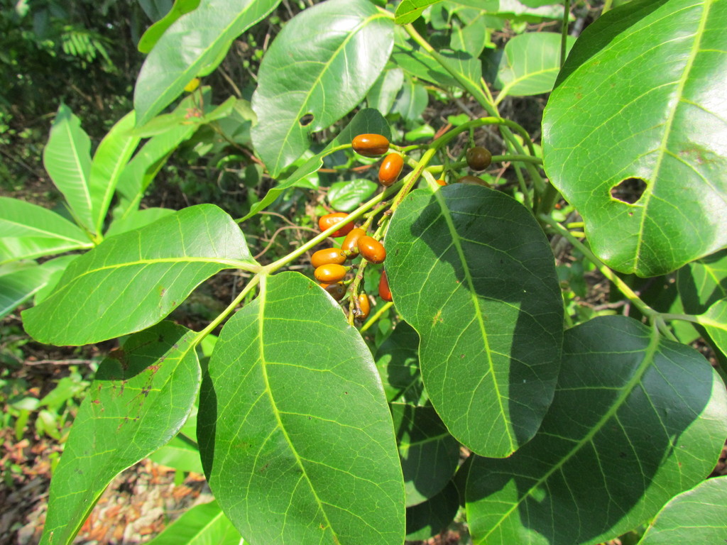 Poisonwood (Metopium toxiferum) - Botanical Realm