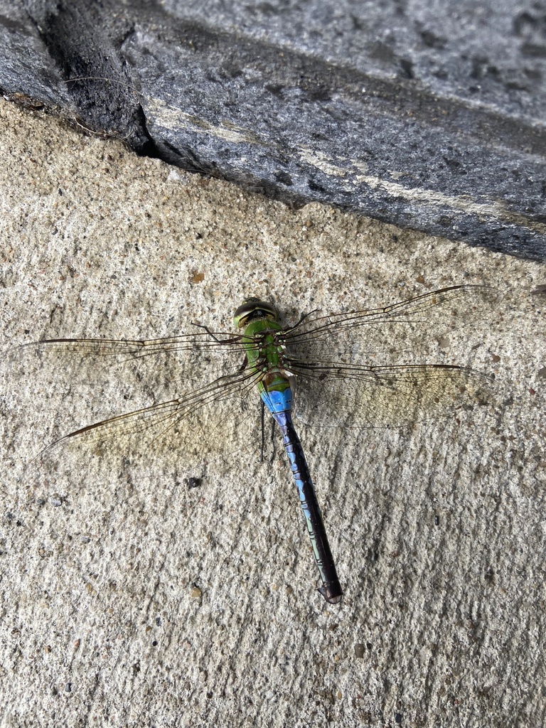 Common Green Darner from Demonbreun St, Nashville, TN, US on July 10 ...