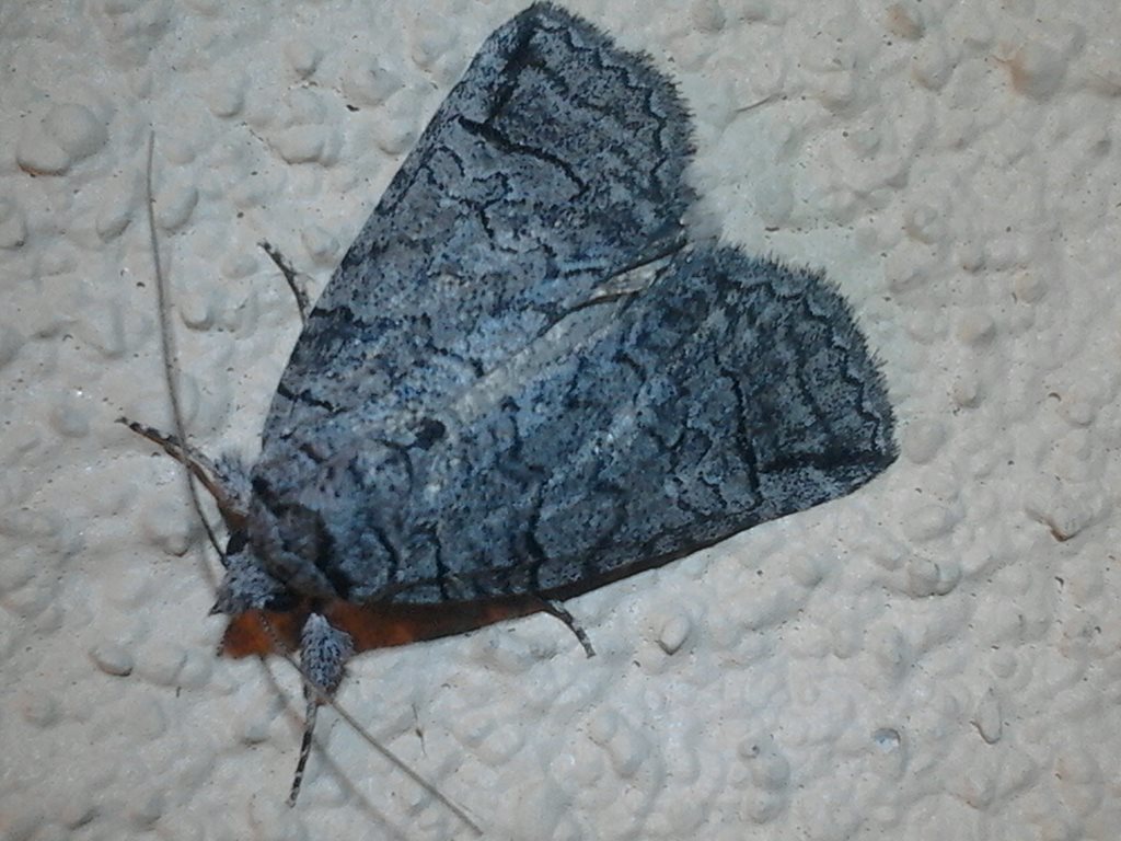 Prorocopis from 6 Pagham Court, Wellard WA 6170, Australia on January ...