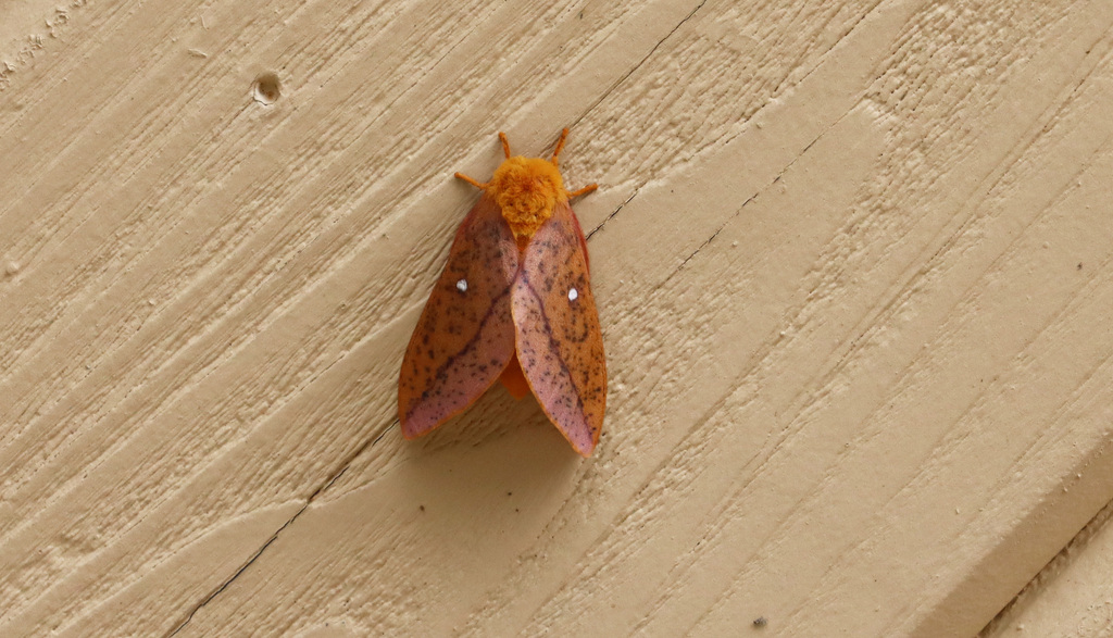 Spiny Oakworm Moth from Manorville, NY 11949, USA on July 12, 2024 at ...