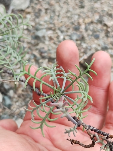 Sibara macrostachya · NaturaLista Colombia