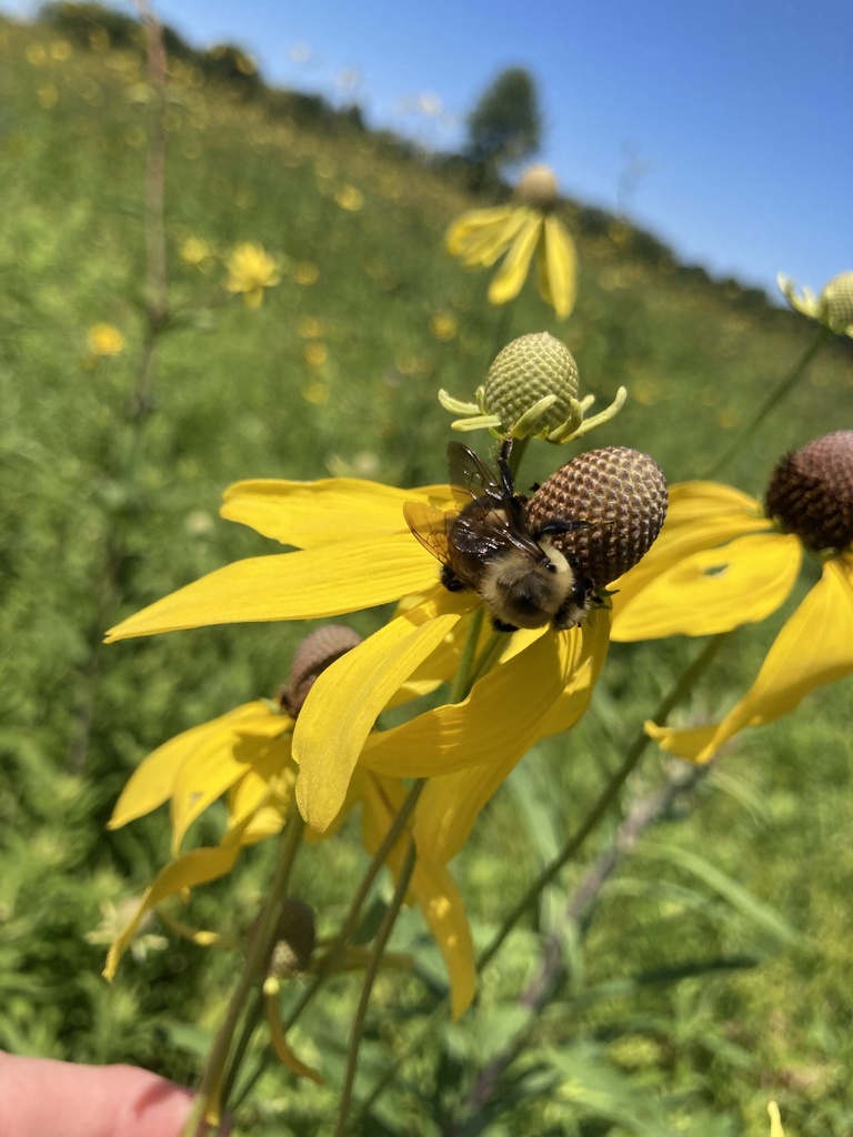 Brown-belted Bumble Bee from Springfield Bog Metro Park, Akron, OH, US ...