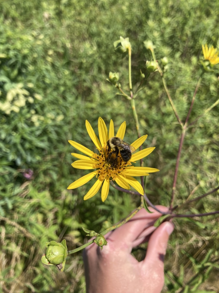 Common Eastern Bumble Bee from Springfield Bog Metro Park, Akron, OH ...