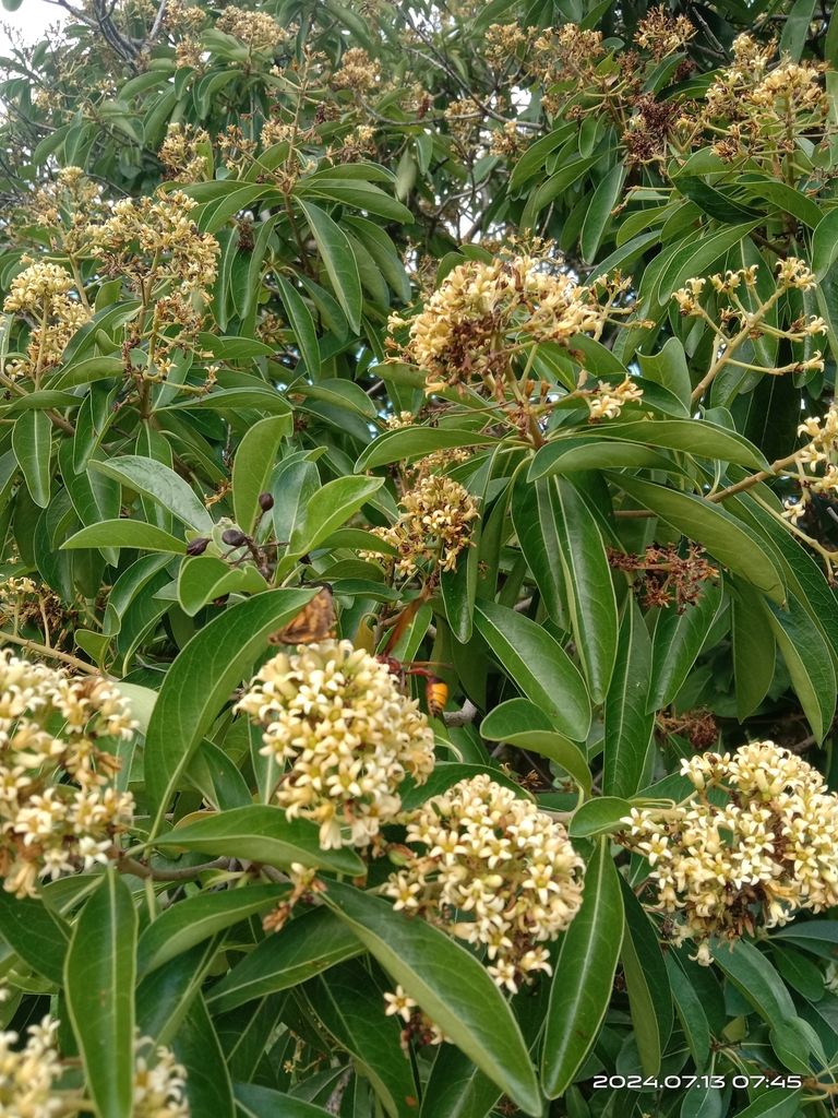 Delta pyriforme from Kaohsiung, TW-KH, TW on July 13, 2024 at 07:45 AM ...