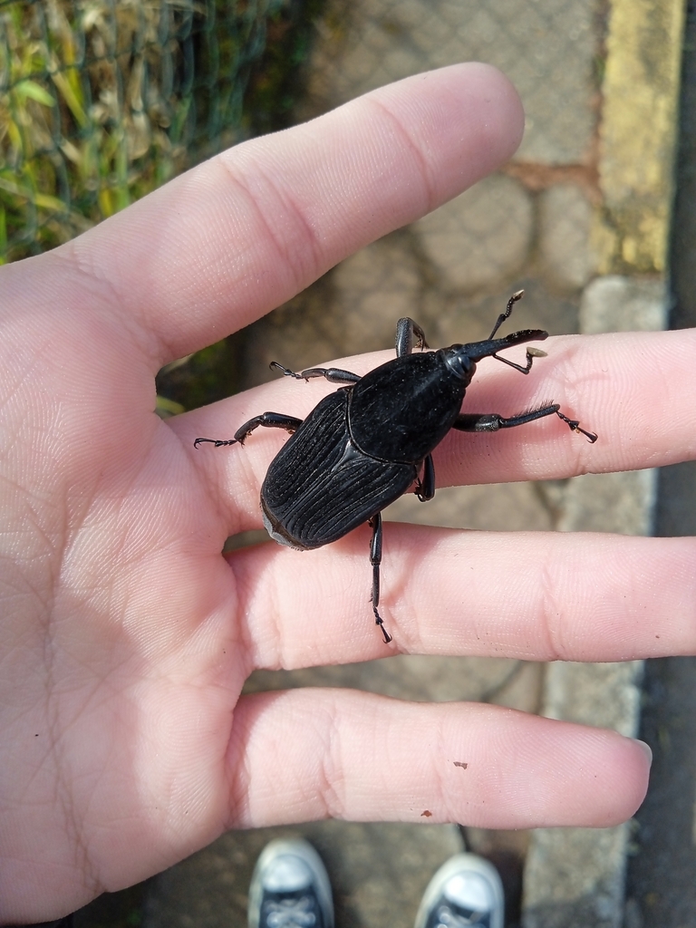 South American Palm Weevil from Jardim Passargada I, Cotia - SP, Brasil ...