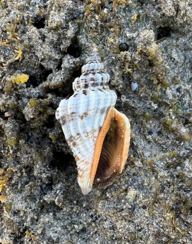 Labiate Stromb from Selat Badung, Bali, ID on July 13, 2024 at 07:29 AM ...
