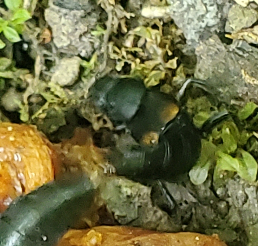 Red-spotted Rove Beetle from Atchison, KS, USA on July 12, 2024 at 11: ...