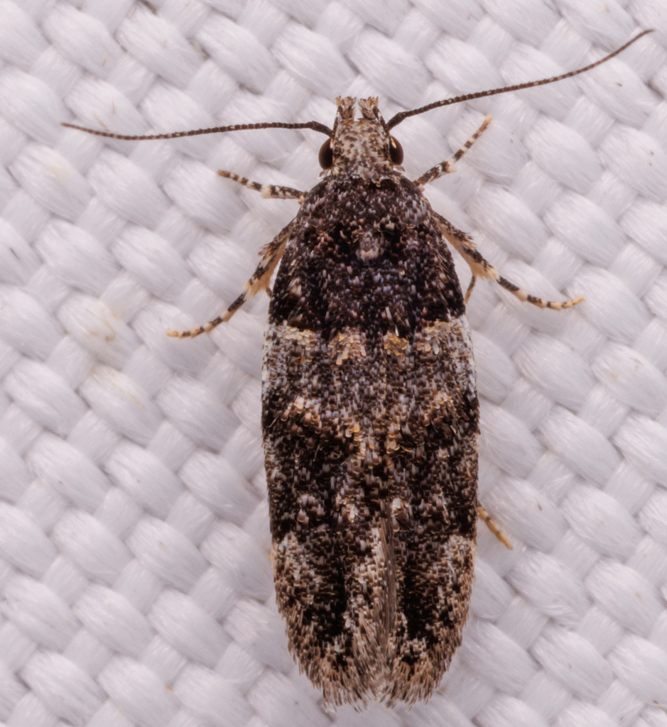 White-banded Pubitelphusa Moth from Emmett Calhoun County, MI, USA on ...