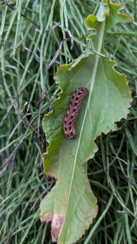 Willow Dart from Cartwright, NL, Canada on July 12, 2024 at 09:30 PM by ...