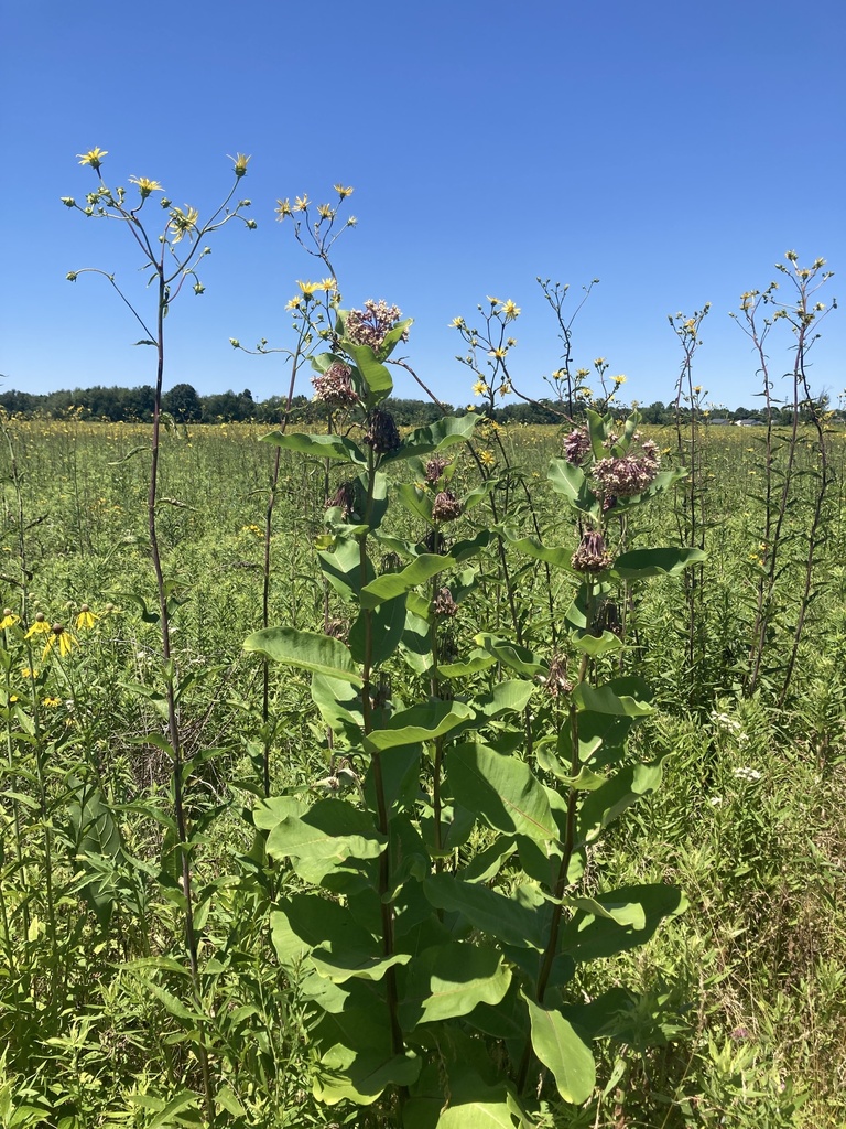 common milkweed from Springfield Bog Metro Park, Akron, OH, US on July ...