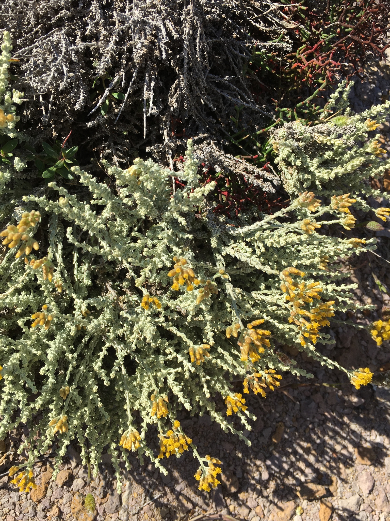 Helichrysum italicum subsp. microphyllum (Willd.) Nyman