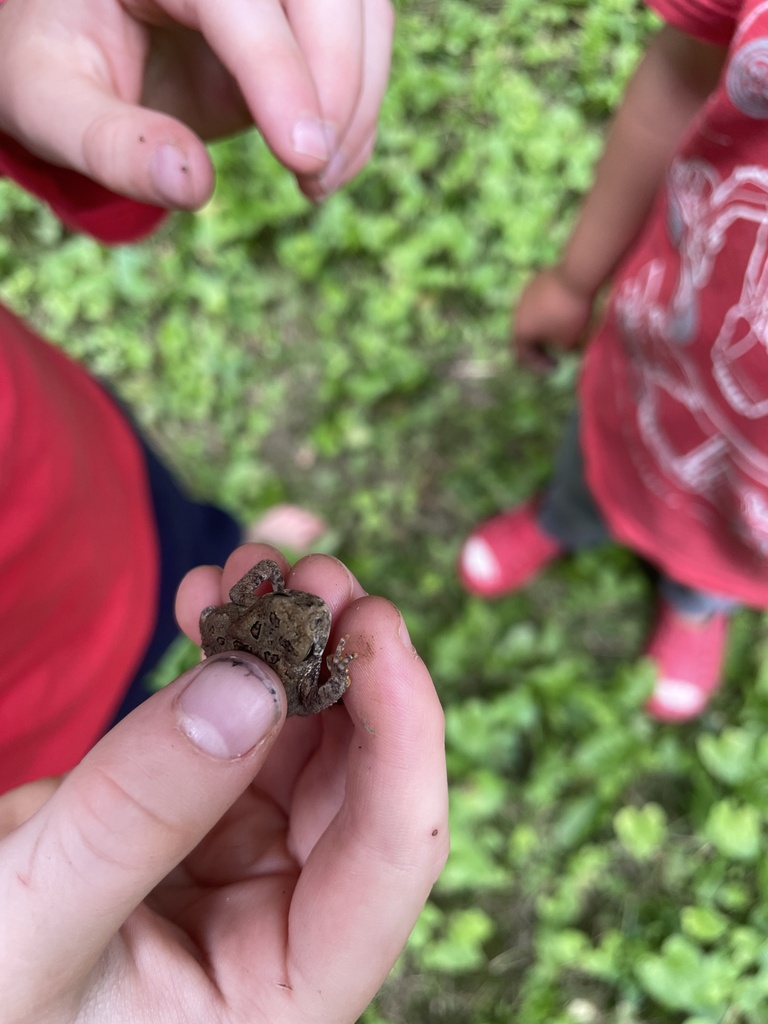 American Toad from W Cairdel Ln, Thiensville, WI, US on July 7, 2024 at ...