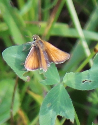 Essex Skipper from Huron County, ON, Canada on July 12, 2024 at 06:06 ...