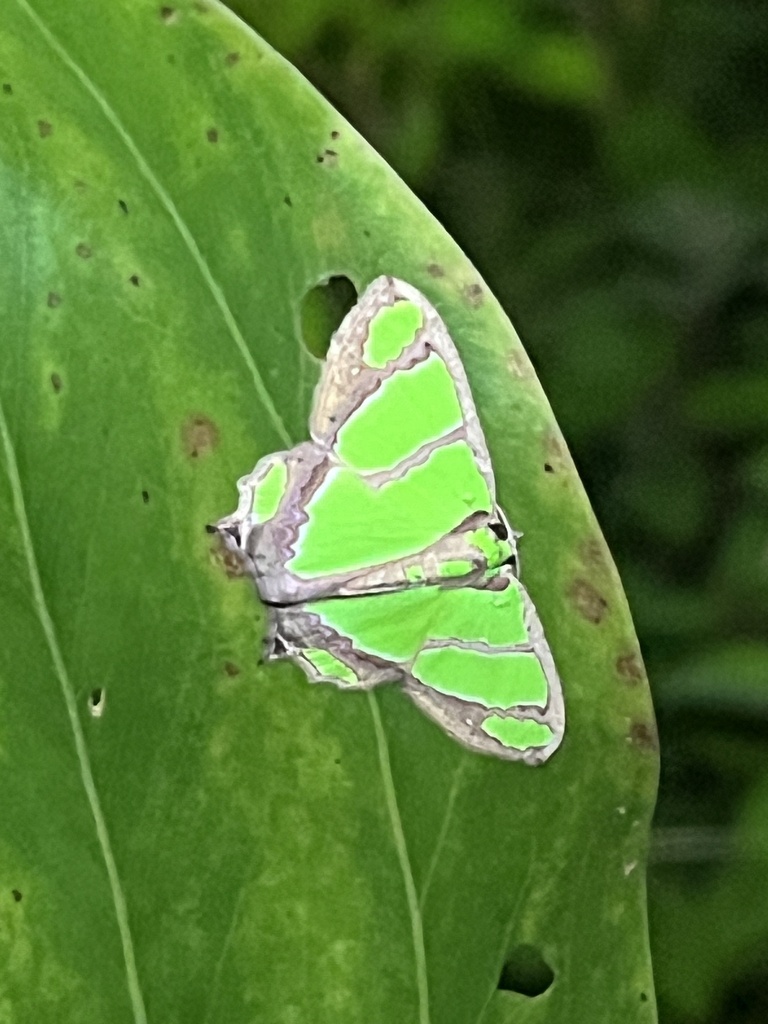 Emerald Moths from Phúc Yên, Tam Dao, VN-VC, VN on July 6, 2024 at 08: ...