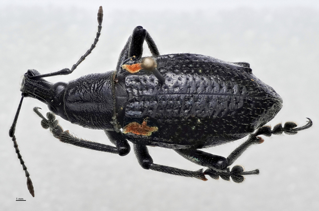 King Weevils from Yahukimo regency, Papua, Indonesia on October 26 ...