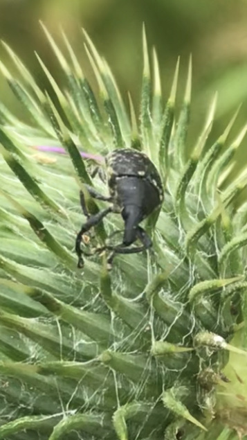 Turbine Cylindrical Weevil from Highland Ave, Queensbury, NY, US on ...