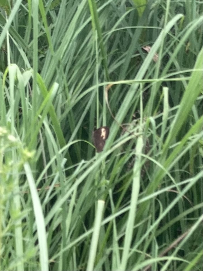 Common Wood-Nymph from Quail Hollow Park, Hartville, OH, US on July 9 ...