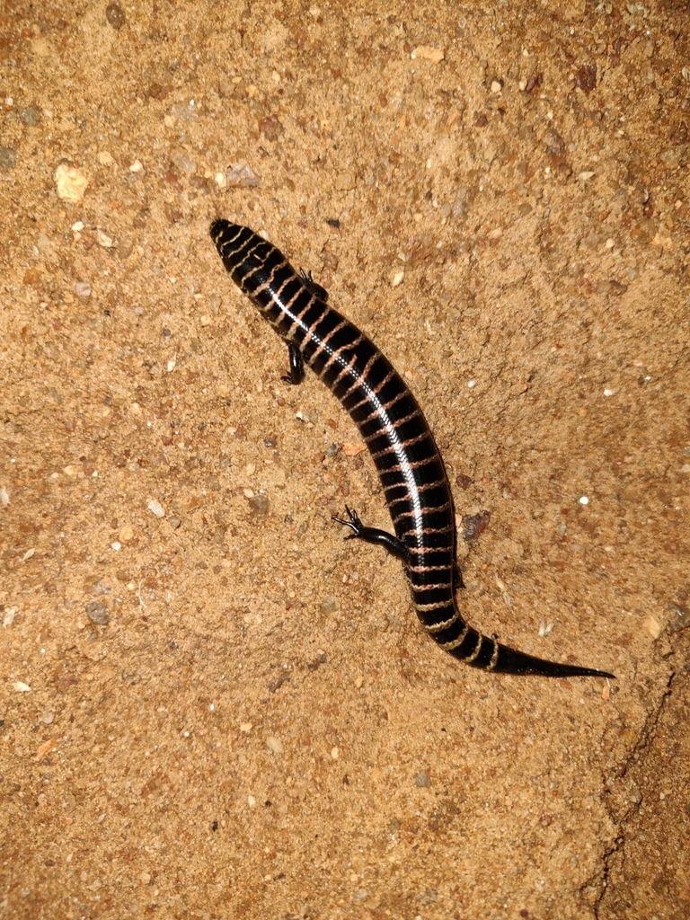 Brazilian Galliwasp from Miguel Calmon, BA, 44720-000, Brasil on ...
