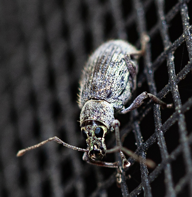 Asian Oak Weevil from Hastings-On-Hudson, NY 10706, USA on July 6, 2024 ...